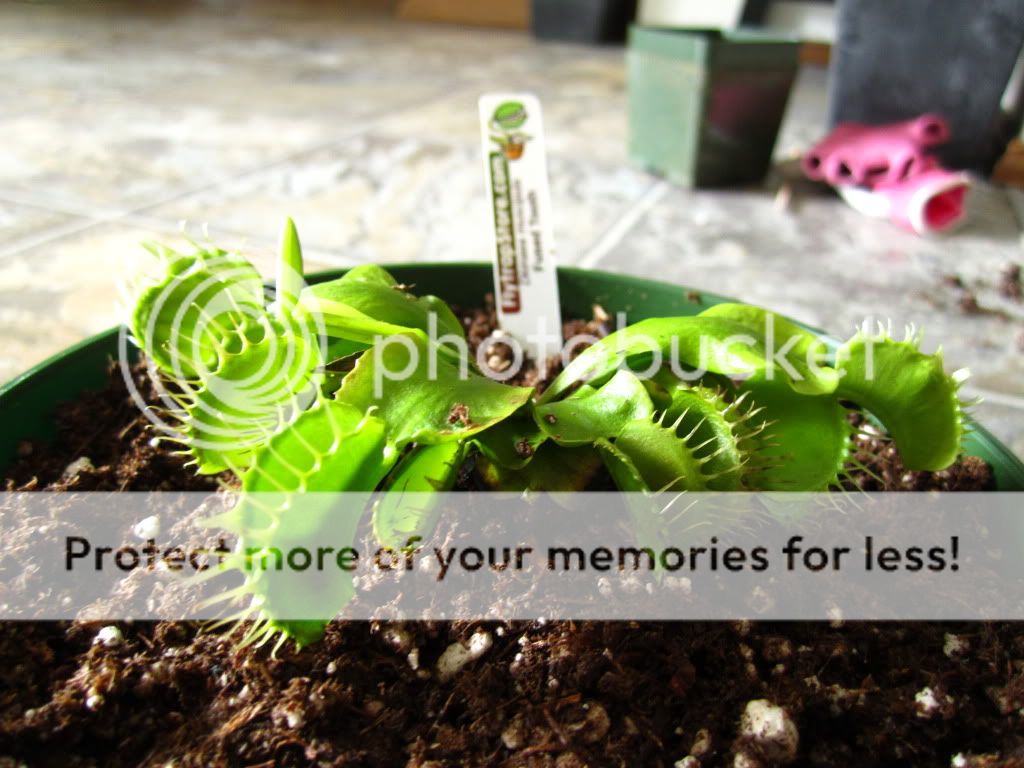 Wacky, cupped, fused. PICS - FlyTrapCare Forums